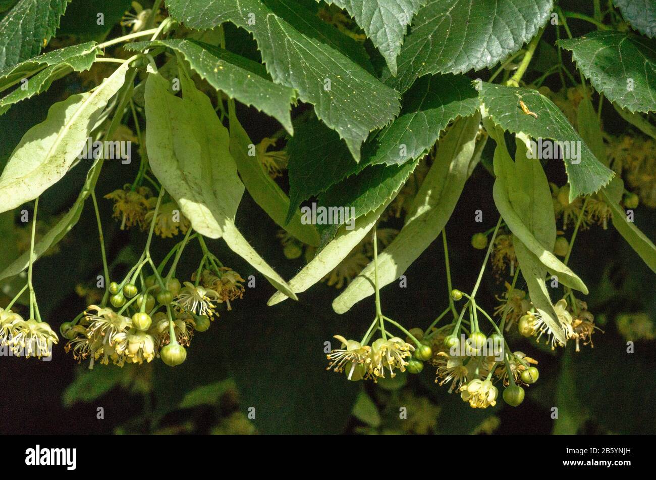 Flowers in South-west France.Large-leaved Lime Tree (Tilia platyphyllos ...