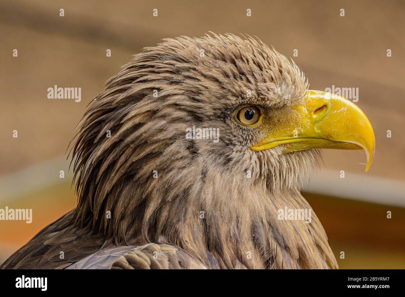 detailed portrait of sea eagle, in zoo Stock Photo - Alamy