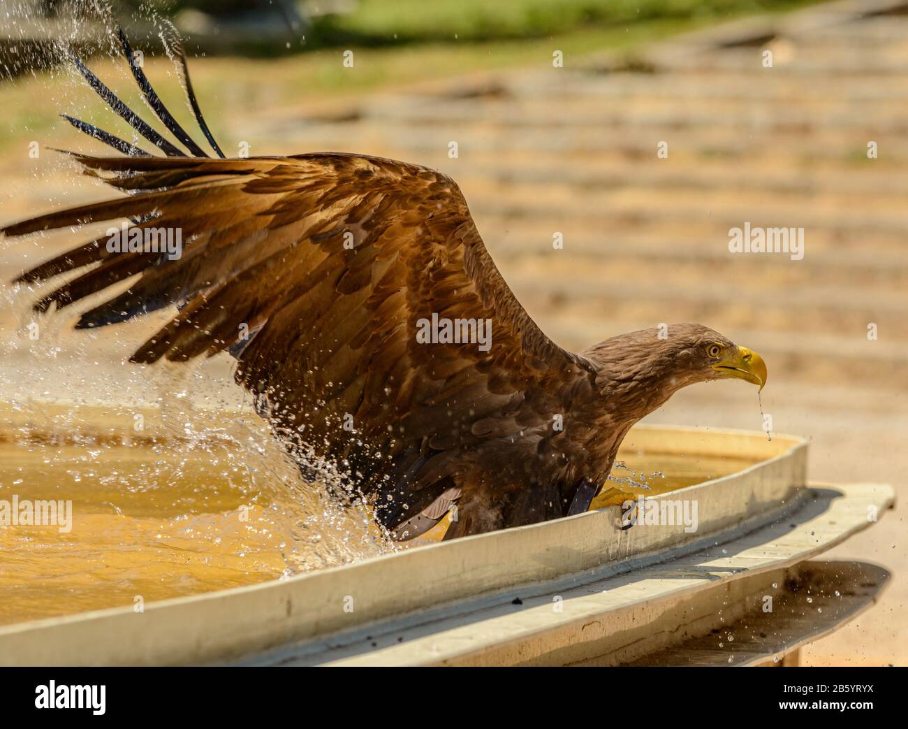 an eagle coming out of pool with water in zoo Stock Photo - Alamy