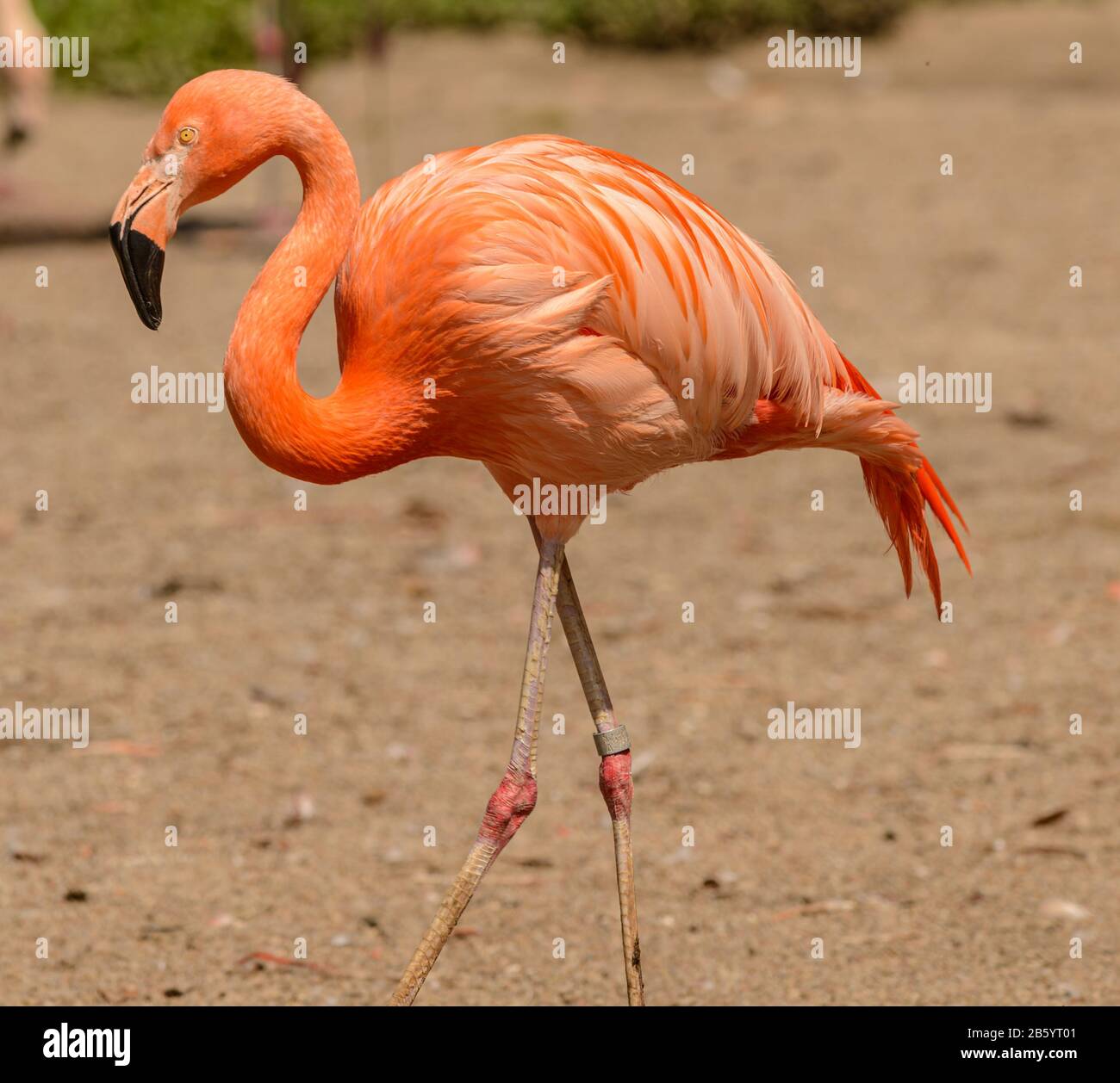 bright orange flamingo detail walking in zoo Stock Photo - Alamy