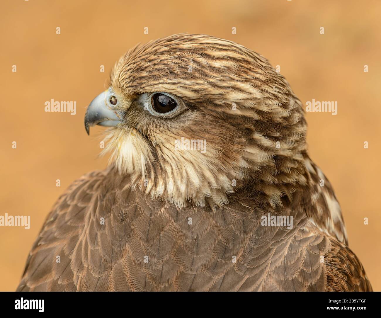 detailed portrait of a hawk side in zoo Stock Photo - Alamy