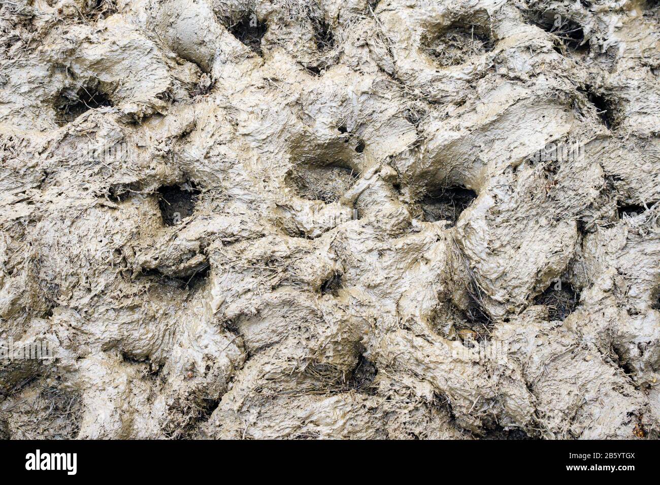 mud texture background after rain in england uk Stock Photo - Alamy