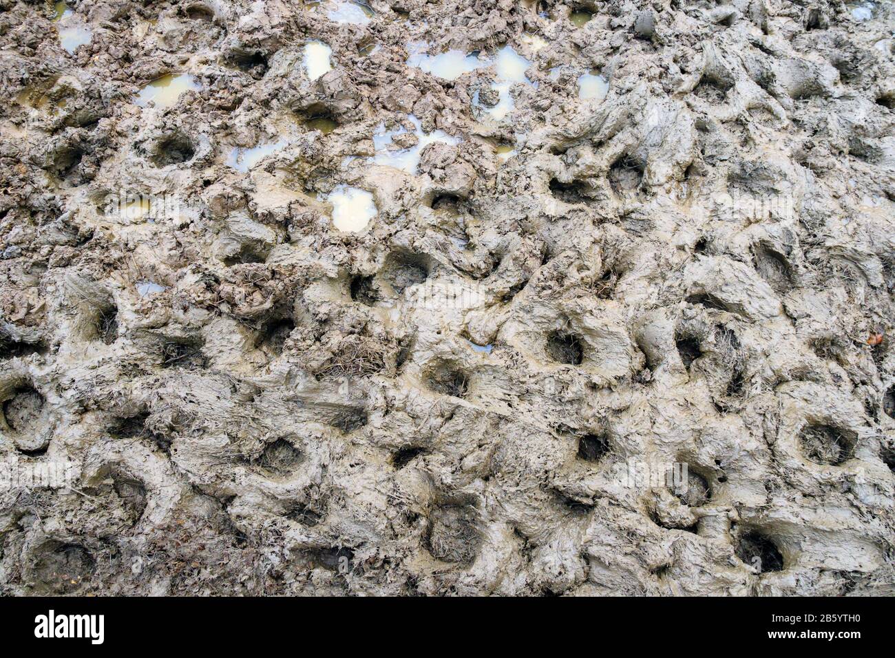 mud texture background after rain in england uk Stock Photo - Alamy
