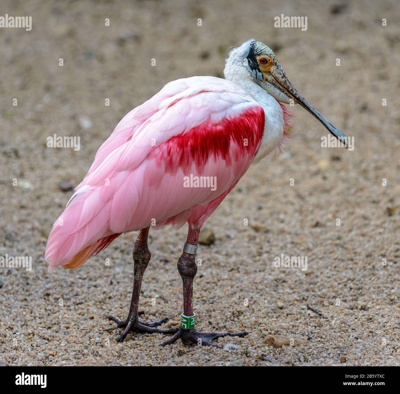 roseate spoonbill bird on the ground (Eudocimus ruber Stock Photo - Alamy