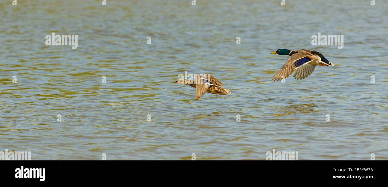 Flying ducks isolated hi-res stock photography and images - Alamy