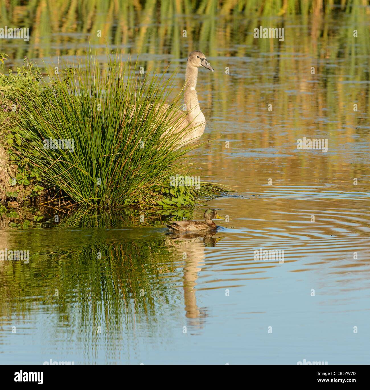 Yellow beak swan hi-res stock photography and images - Alamy