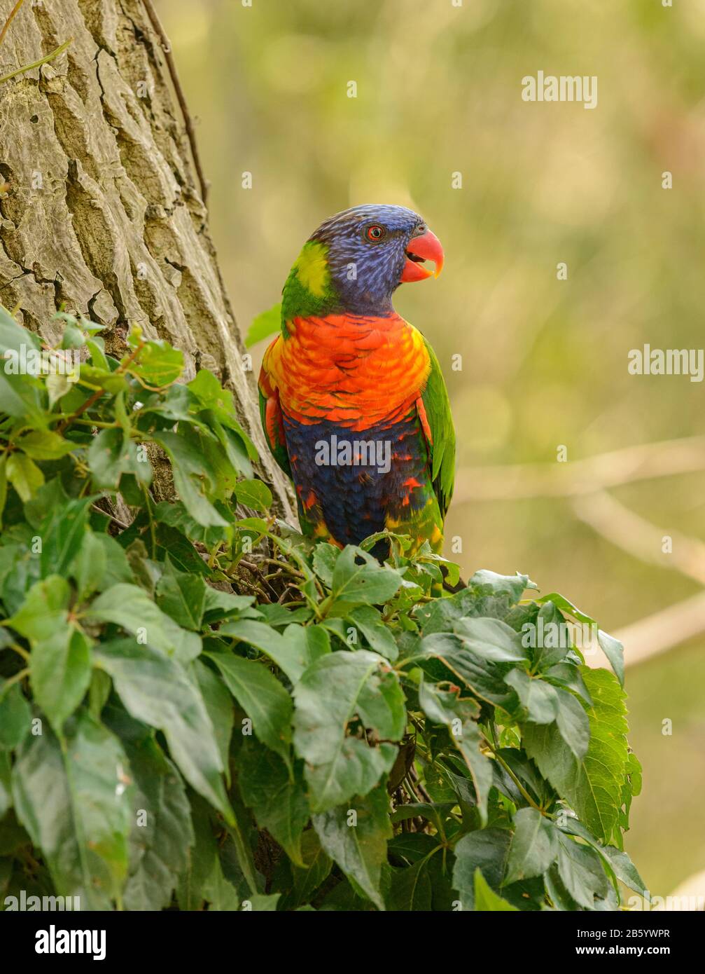 Rainbow bird wing hi-res stock photography and images - Alamy