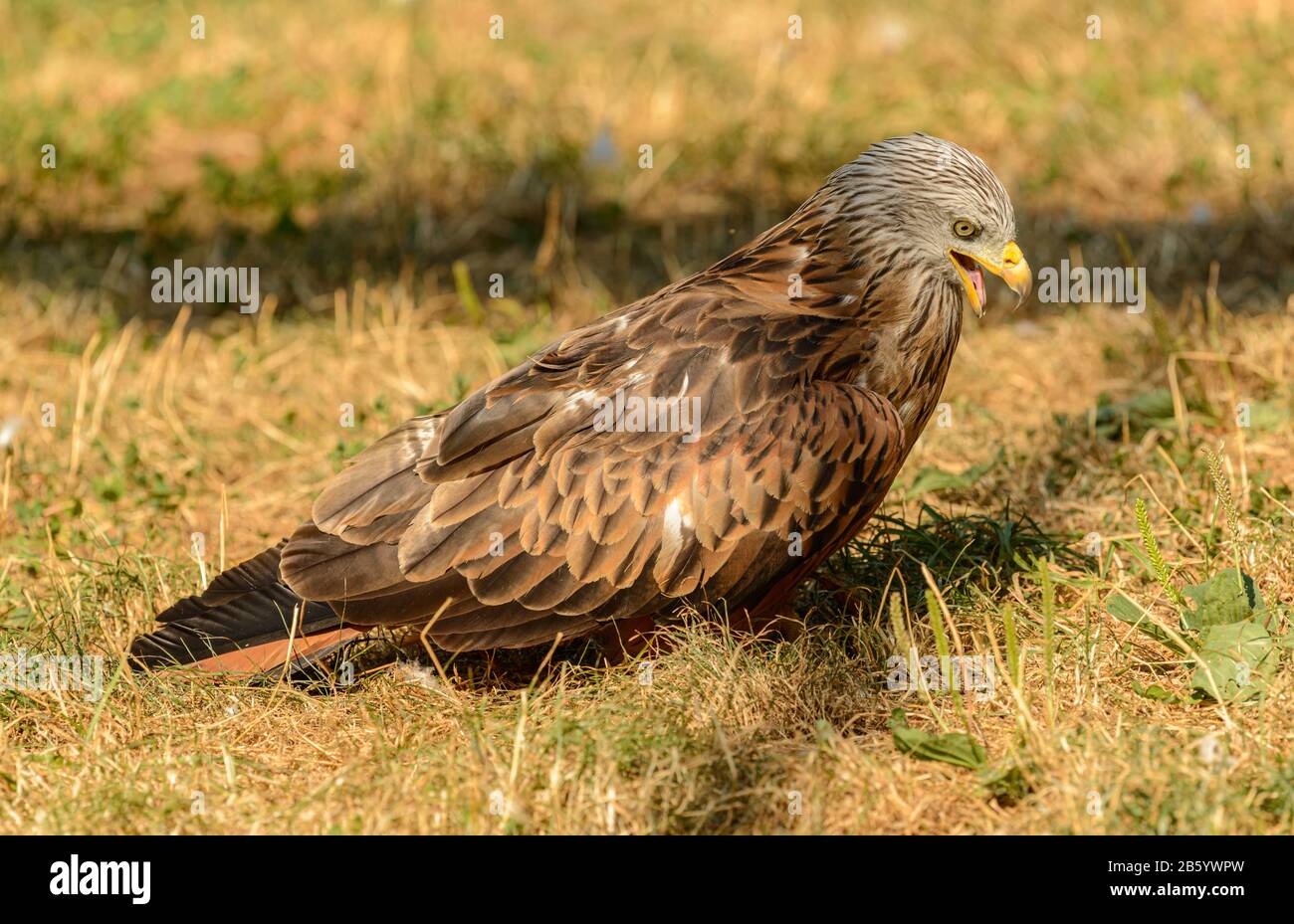 hawk on the ground looking in grass Stock Photo - Alamy