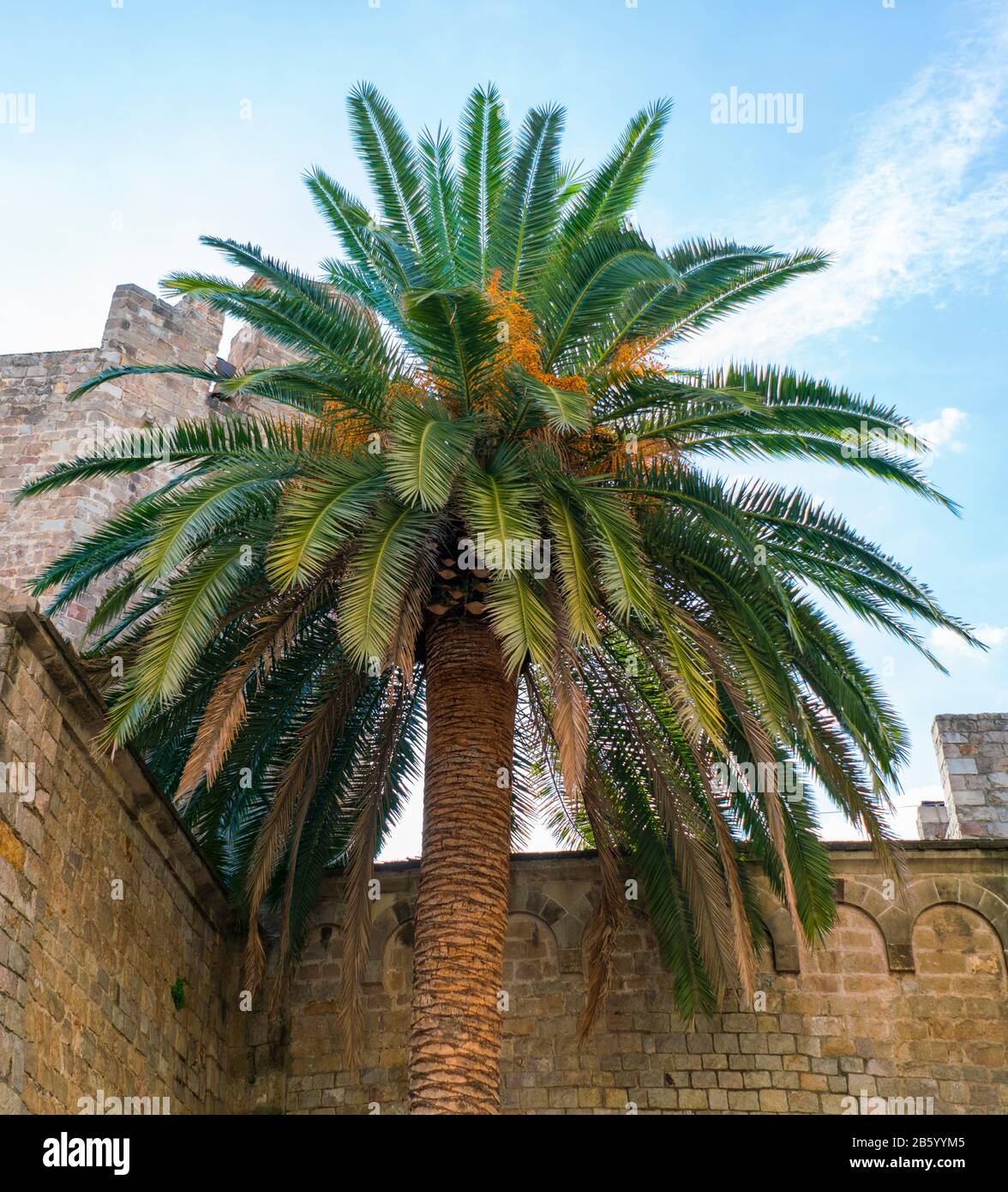 Palm tree near old brick wall Stock Photo - Alamy