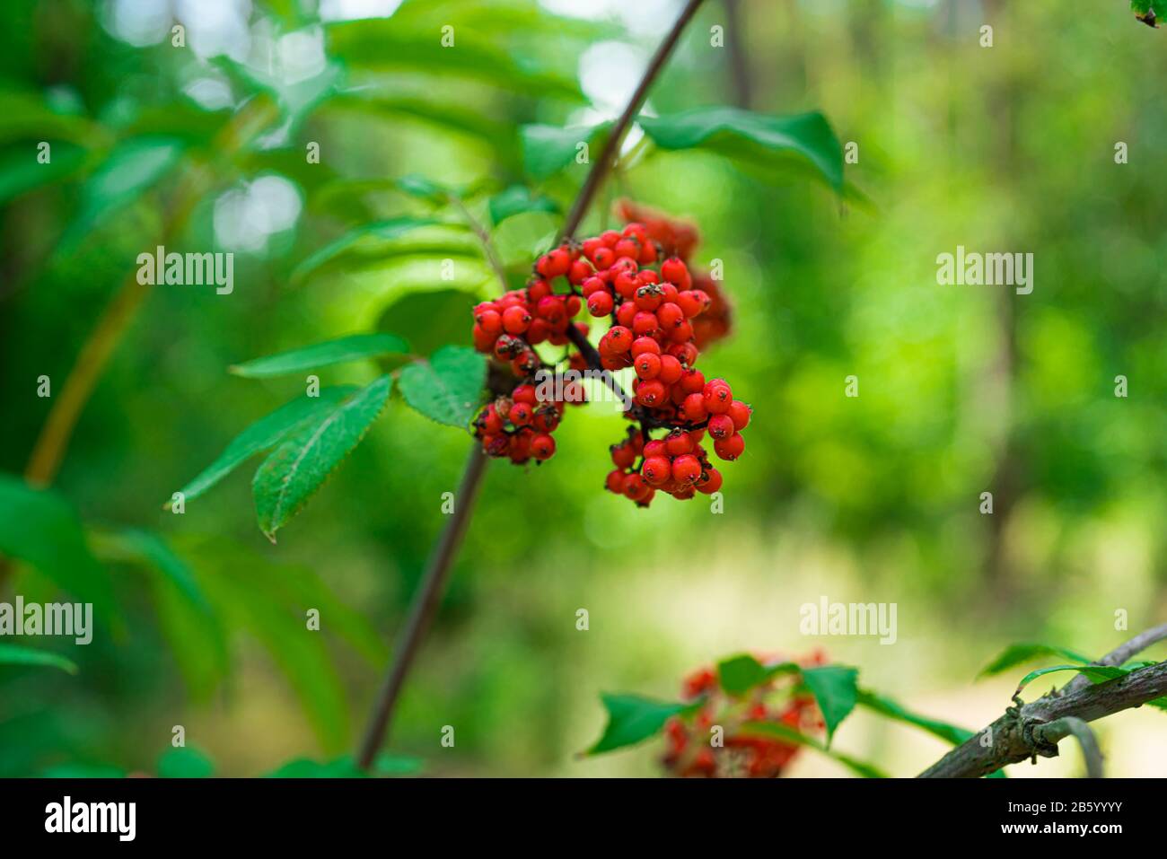 Red elderberry closeup, plant in the forest Stock Photo - Alamy
