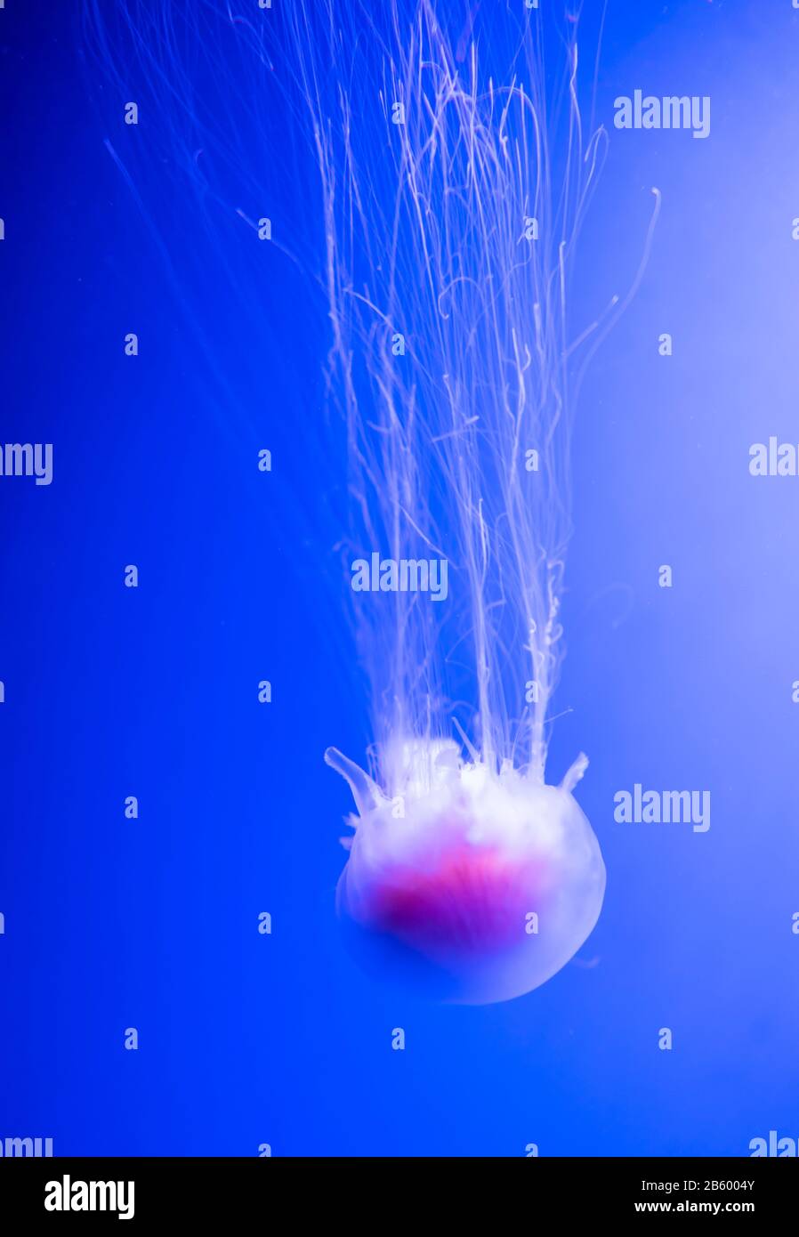 Lions mane jellyfish closeup, under water Stock Photo - Alamy