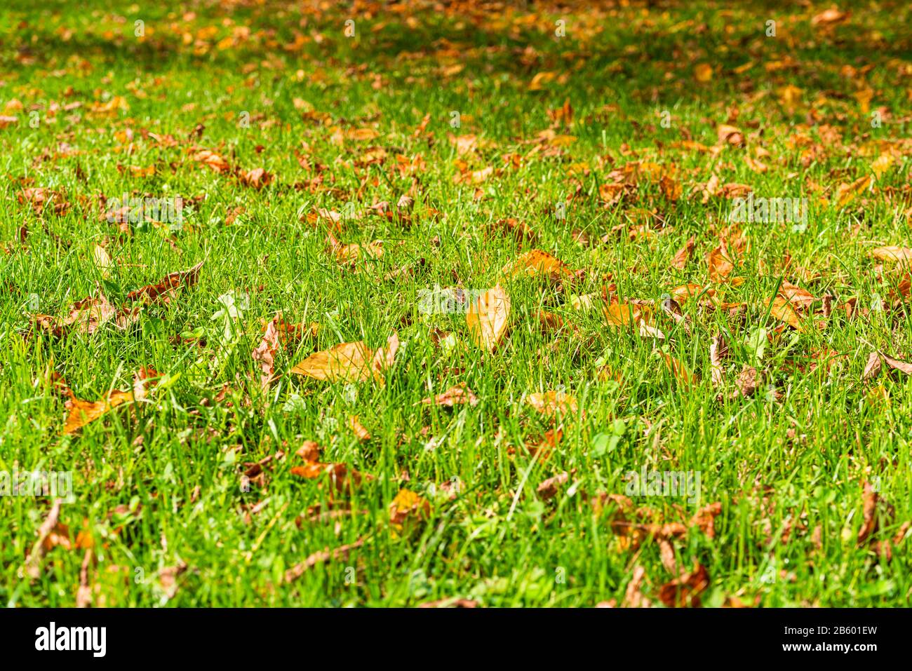 Autumn leaves on the green grass Stock Photo - Alamy