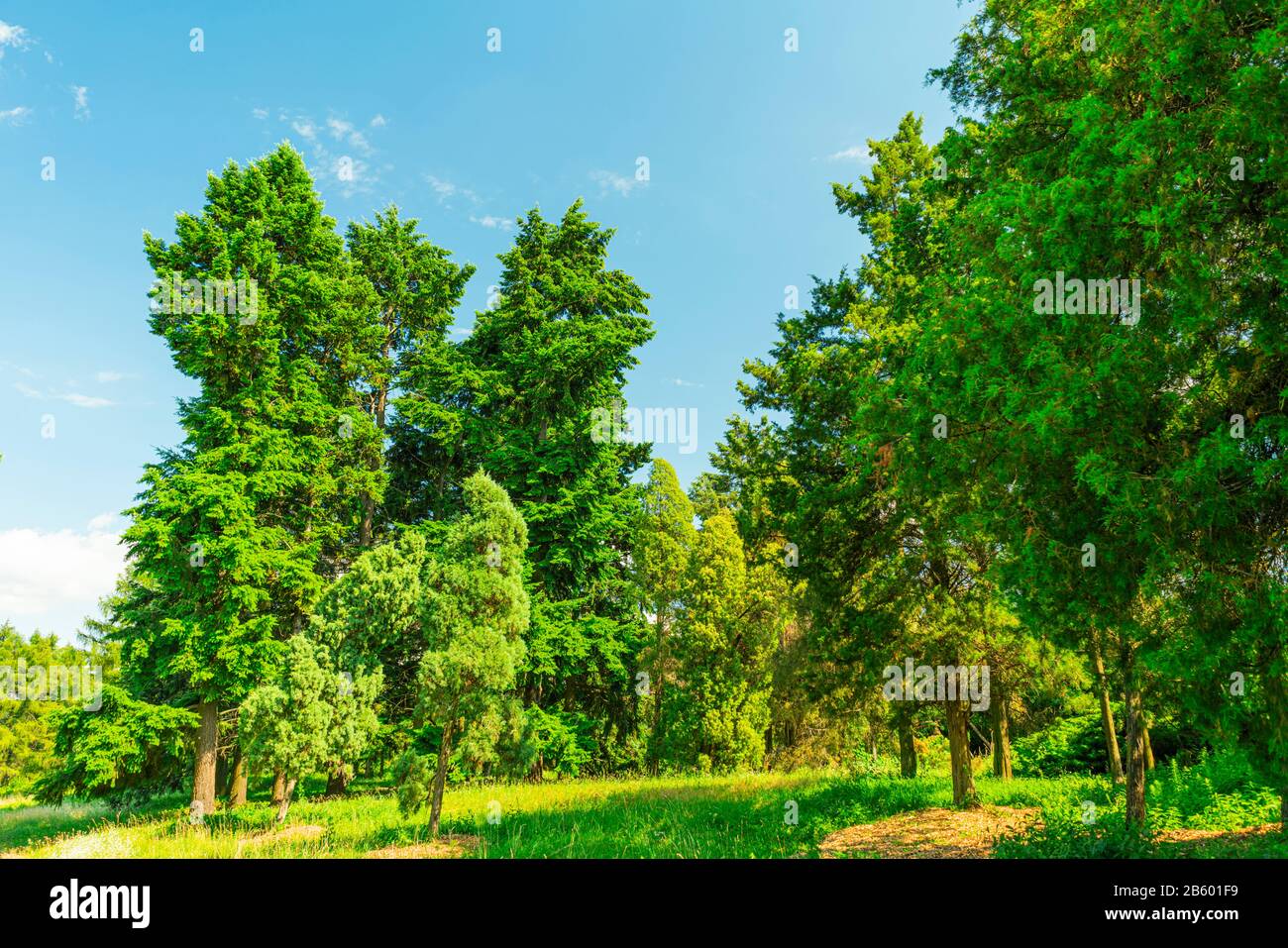 Edge of forest, field with green grass Stock Photo - Alamy