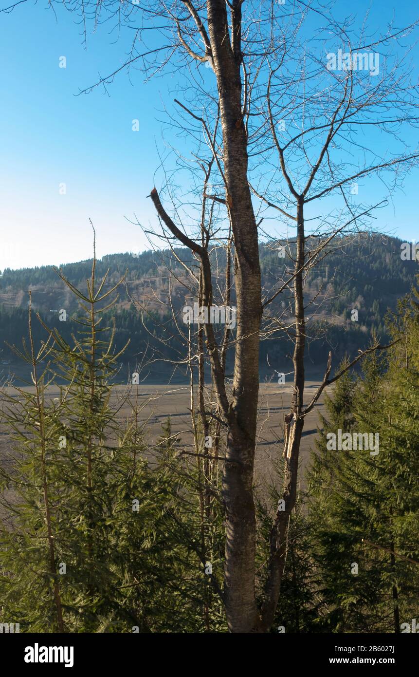 image of a tree in autumn moment Stock Photo - Alamy
