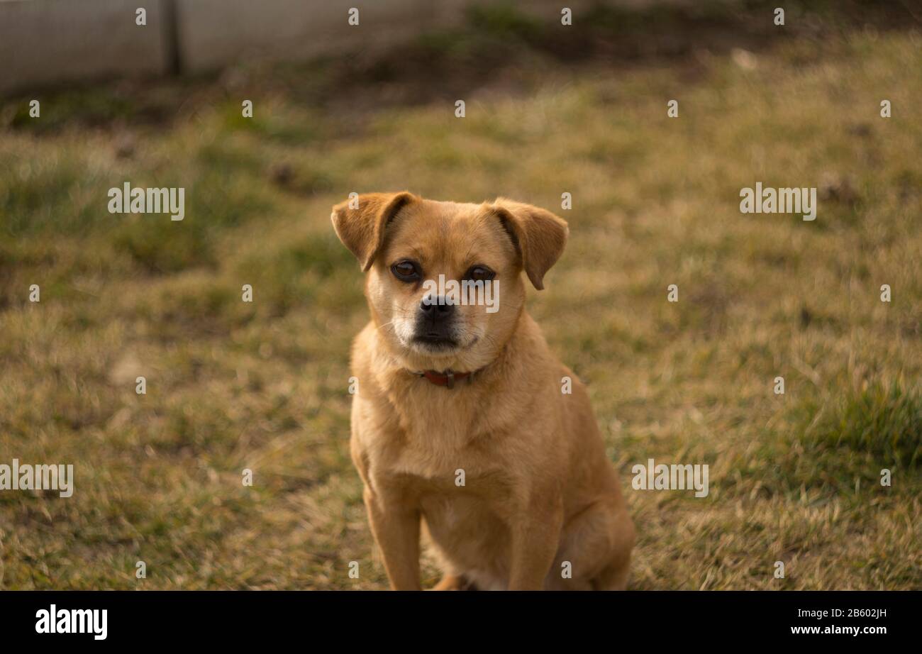 dog focused with blured background Stock Photo - Alamy