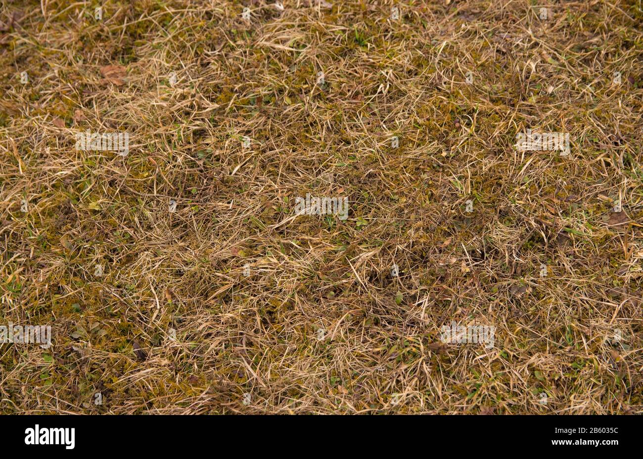 dry grass texture. natural background of dry grass Stock Photo - Alamy