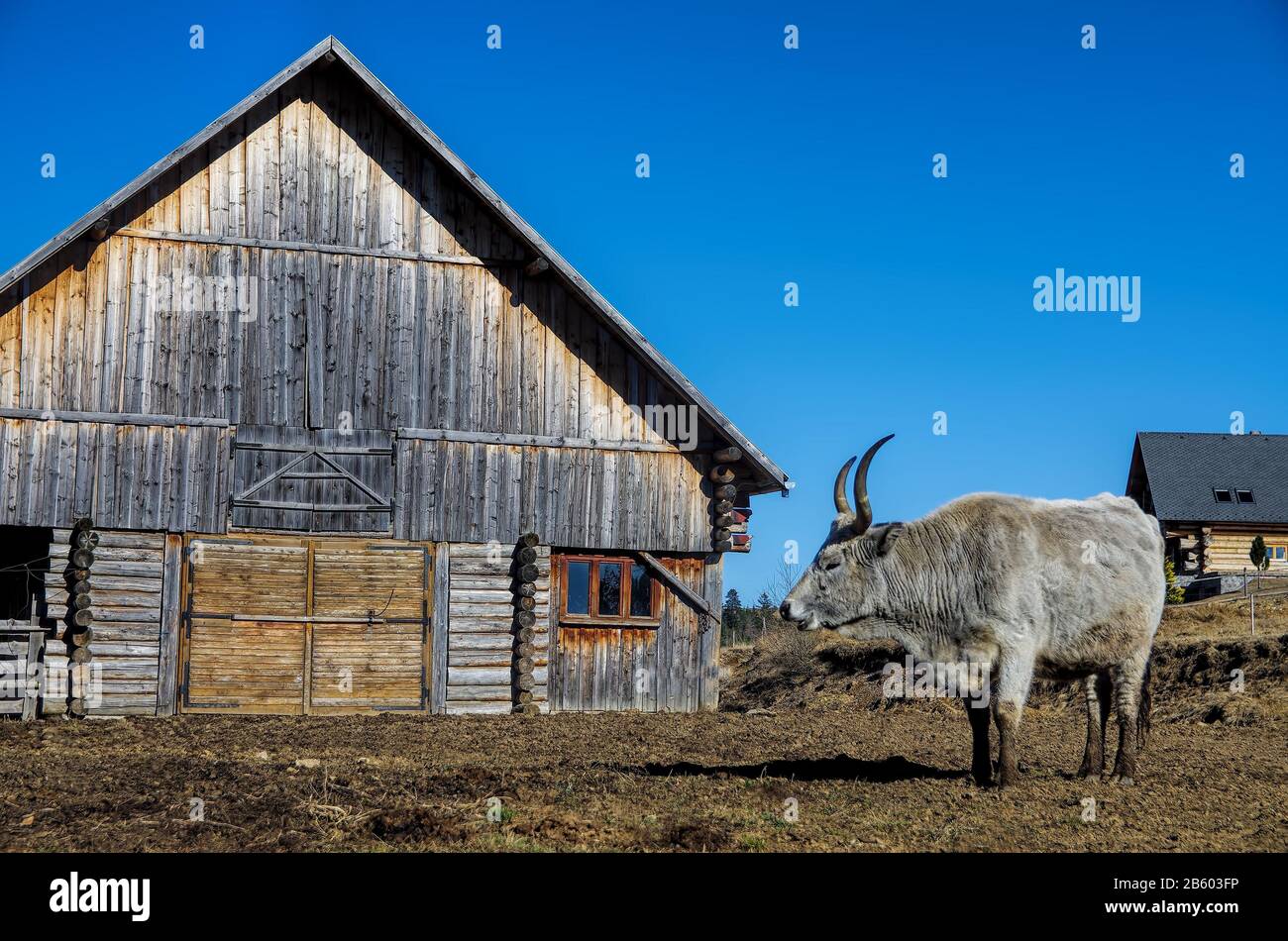 animal cow dairy farm direct Stock Photo - Alamy