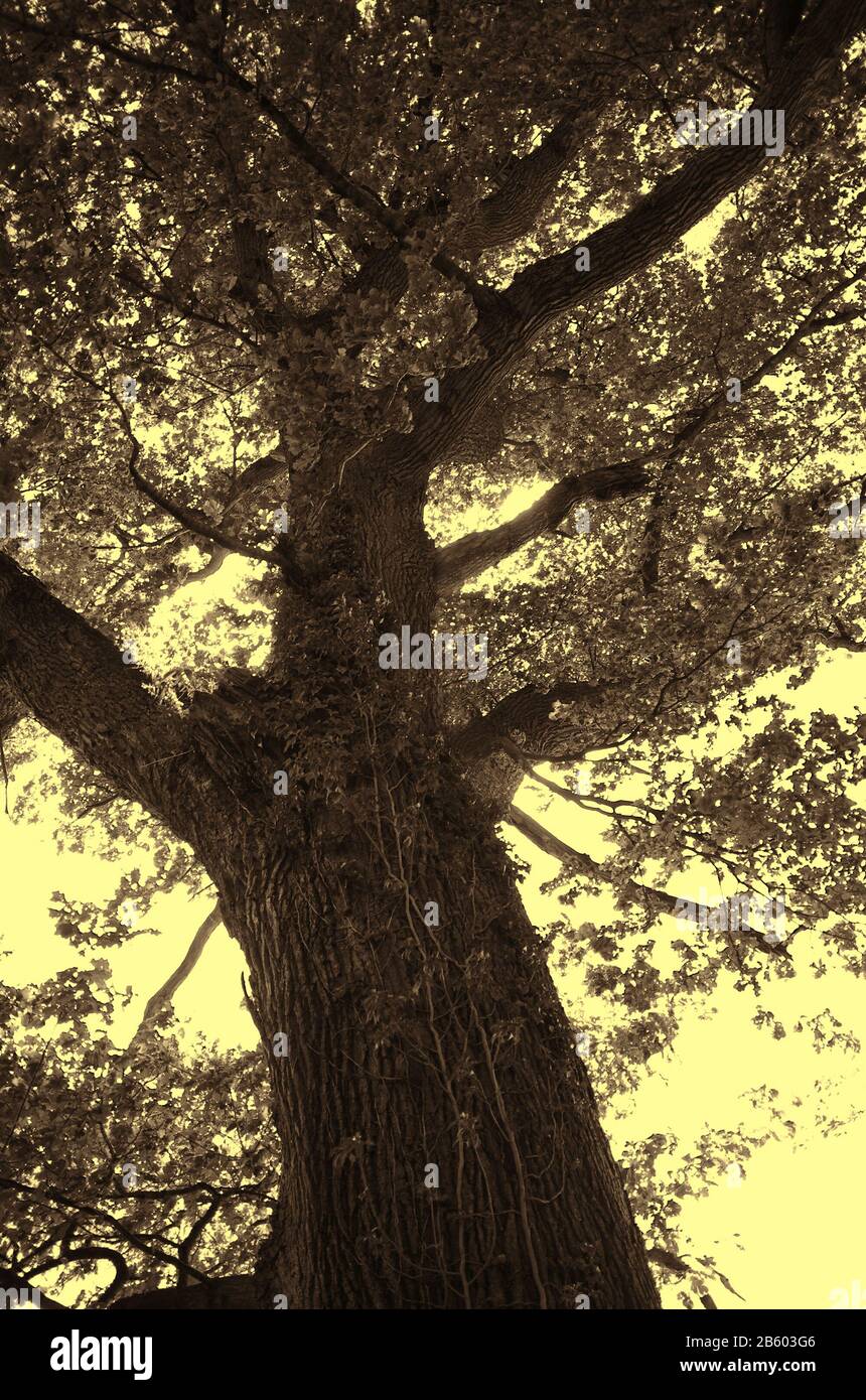 grandiose black and white tree. mighty of the nature Stock Photo - Alamy