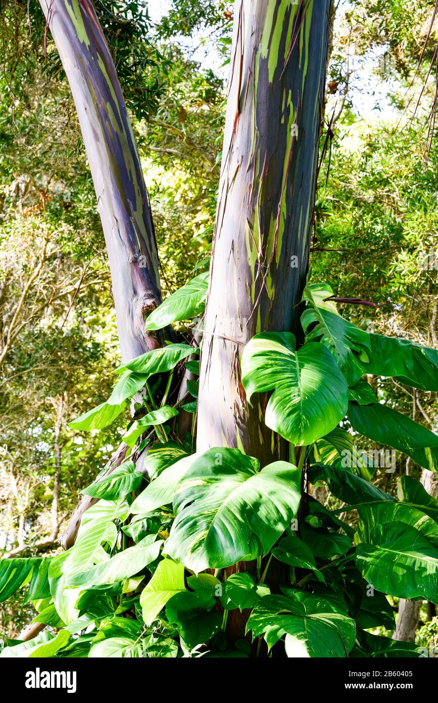 Colourful stringy bark tree near Kailua-Kona on the Big Island of ...