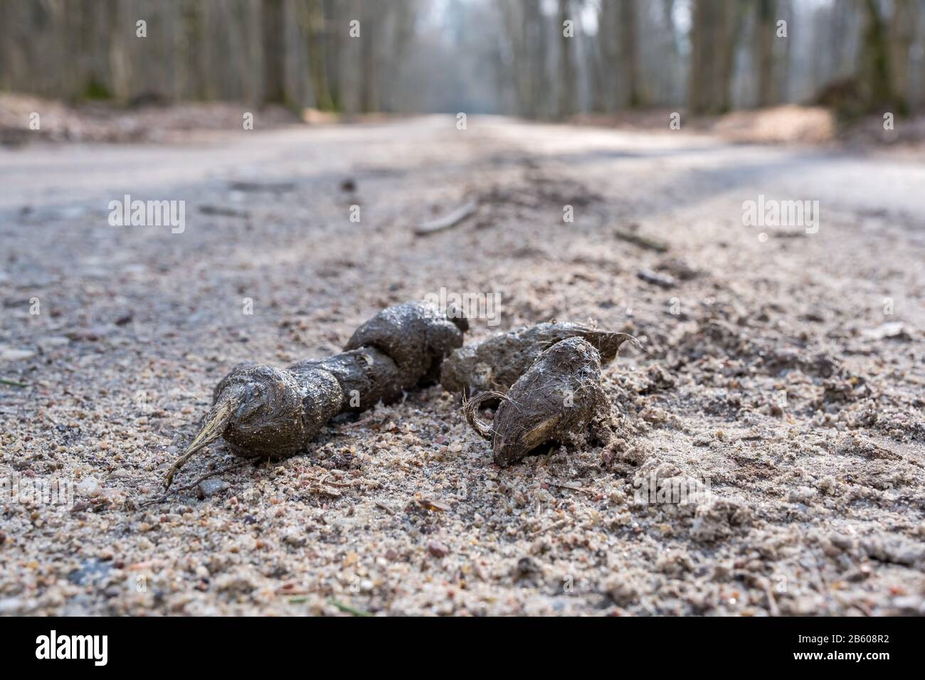 Bialowieza forest wolf hi-res stock photography and images - Alamy