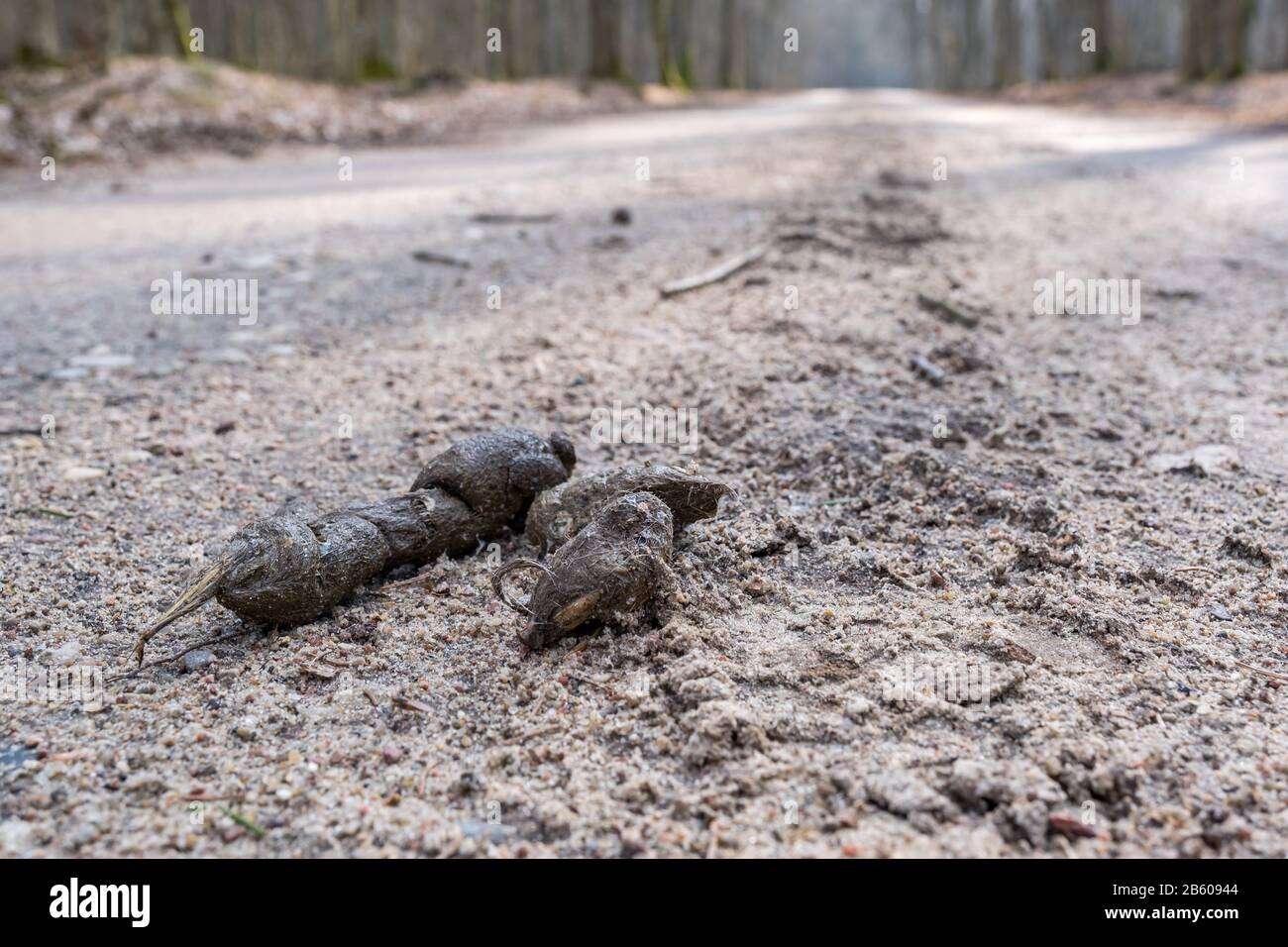Bialowieza forest wolf hi-res stock photography and images - Alamy