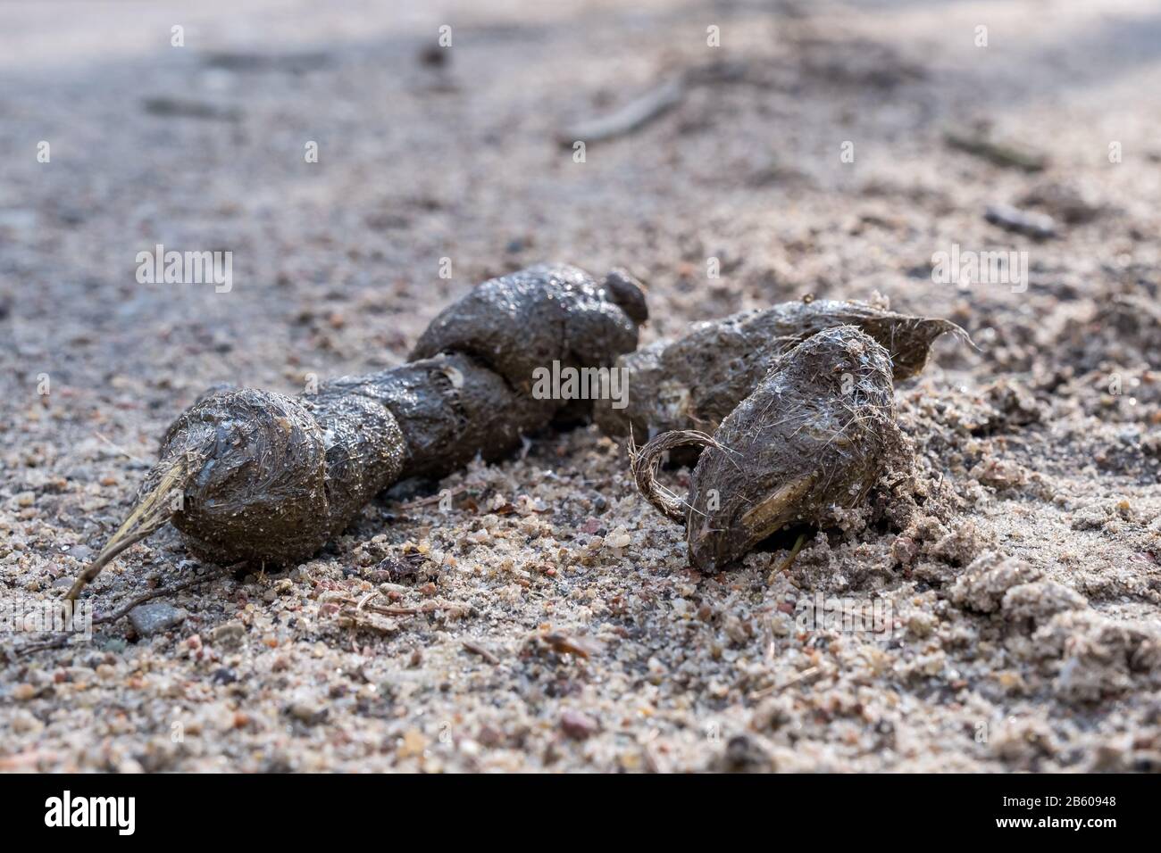 Bialowieza forest wolf hi-res stock photography and images - Alamy