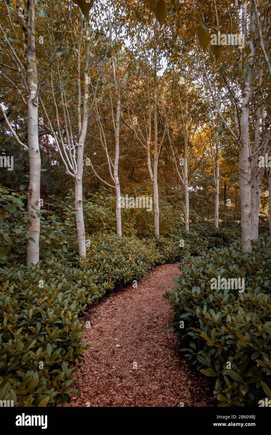path walk through row of trees Stock Photo - Alamy