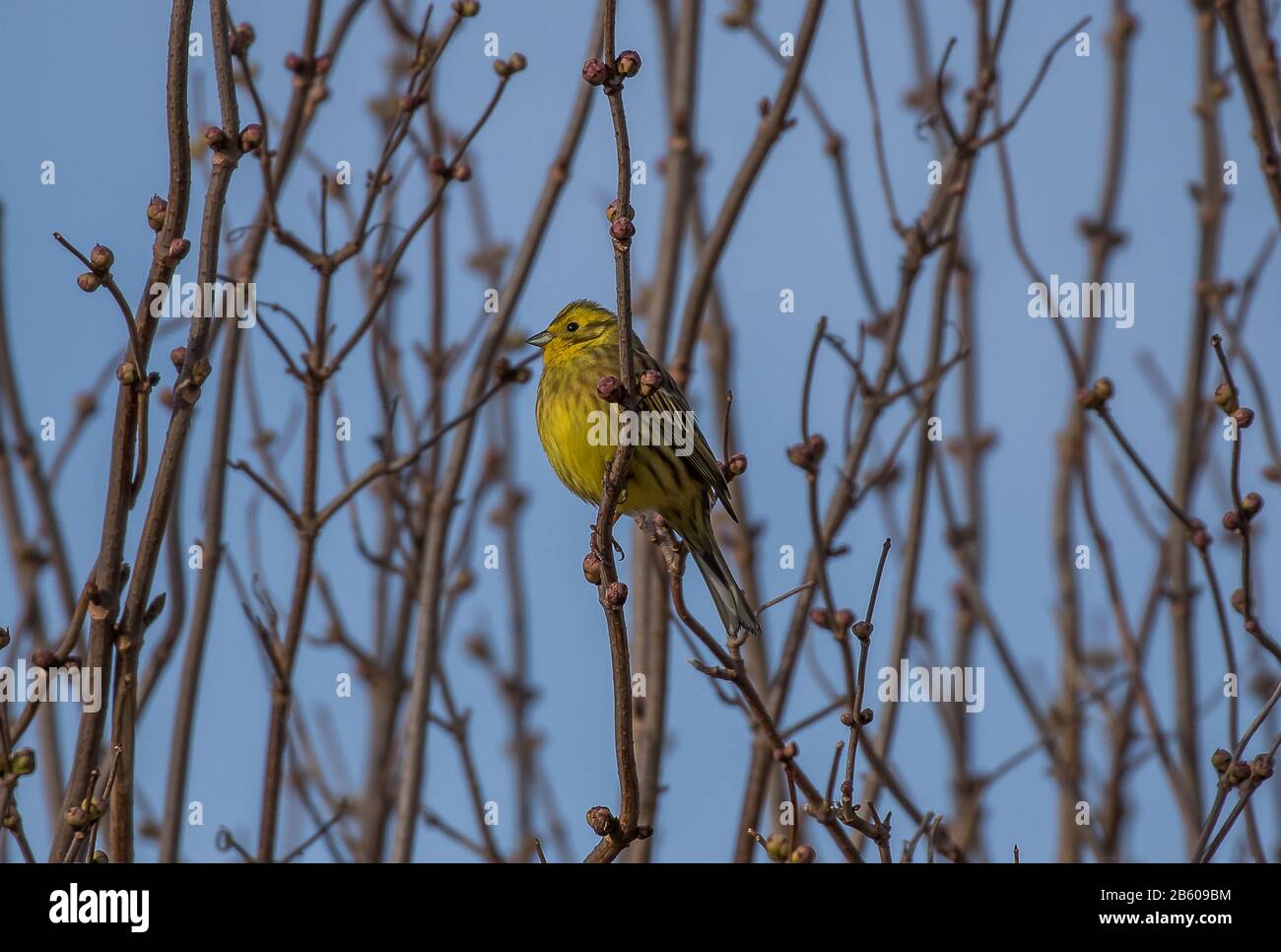 Yellowhammer open countryside bird hi-res stock photography and images ...