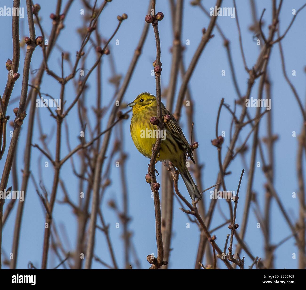 Yellowhammer open countryside bird hi-res stock photography and images ...