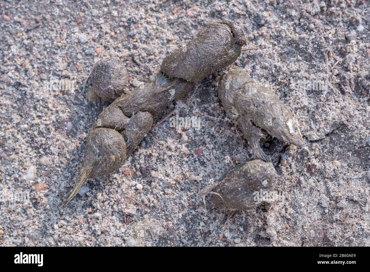 Bialowieza forest wolf hi-res stock photography and images - Alamy