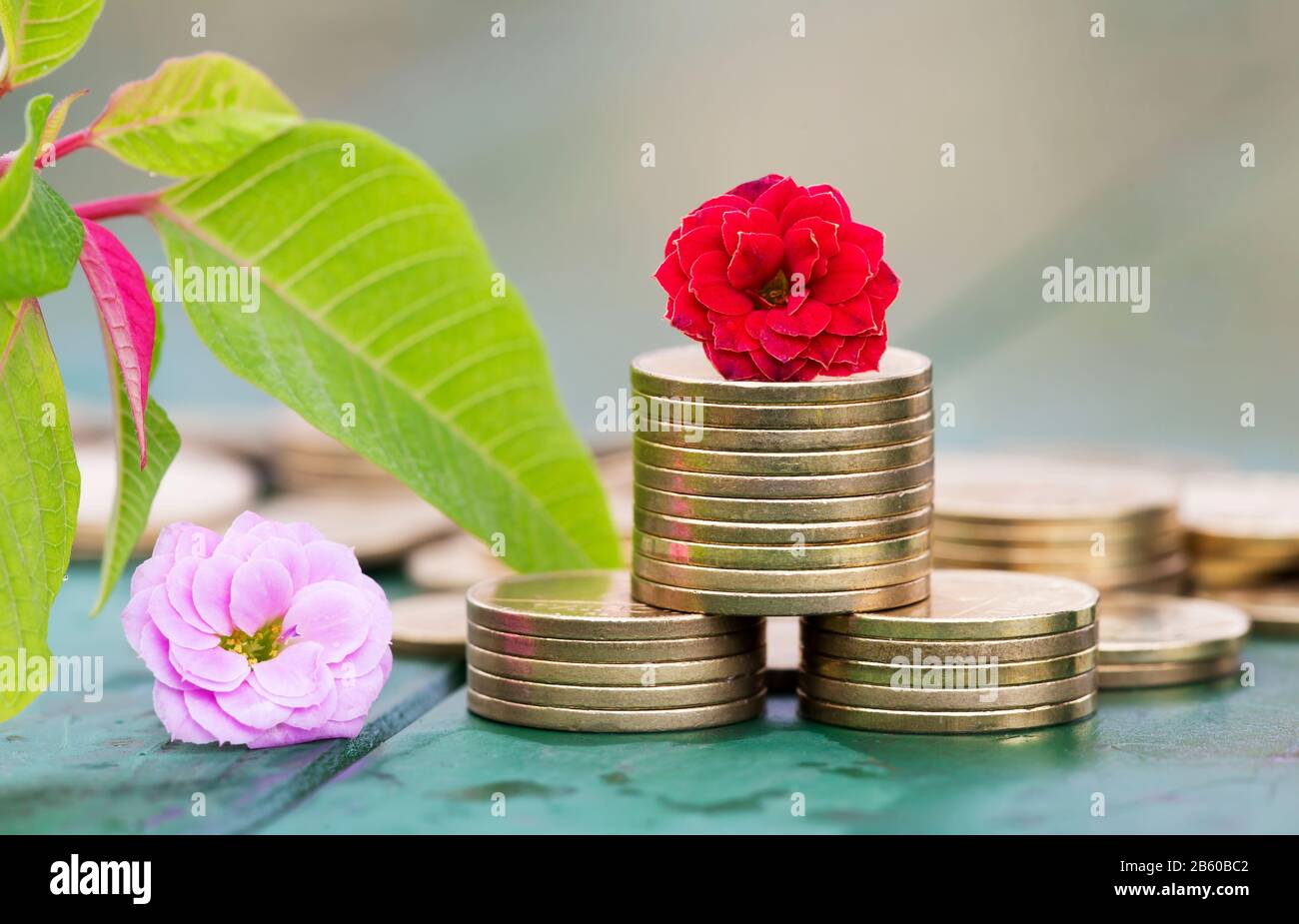 Renewable green business concept, gold money coins, with flowers and ...