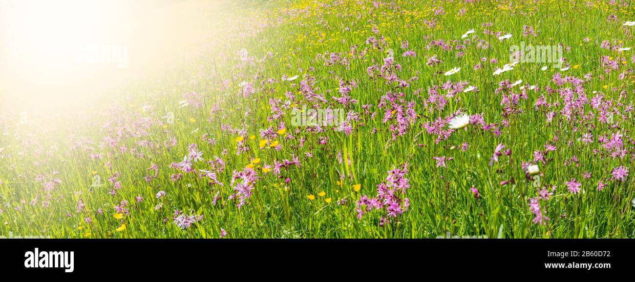 flowers on field with lens flare and sunbeams Stock Photo - Alamy