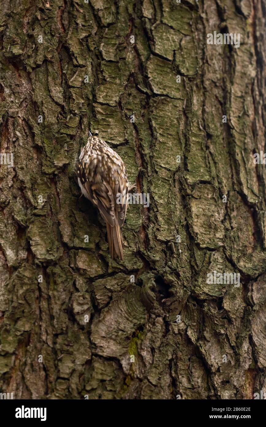 Eurasian treecreeper or common treecreeper sitting on tree trunk ...