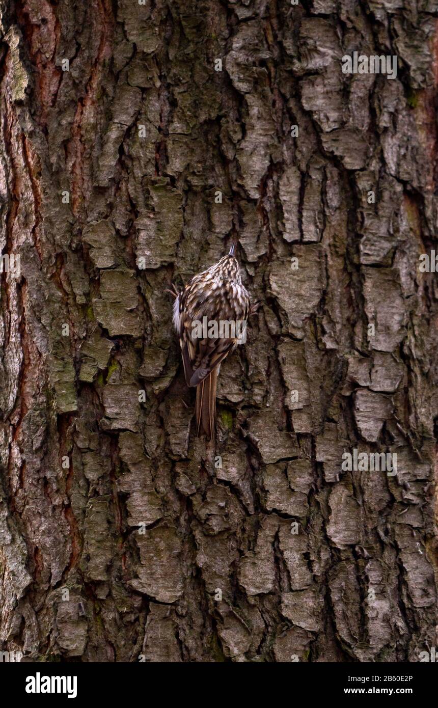 Eurasian treecreeper or common treecreeper sitting on tree trunk ...