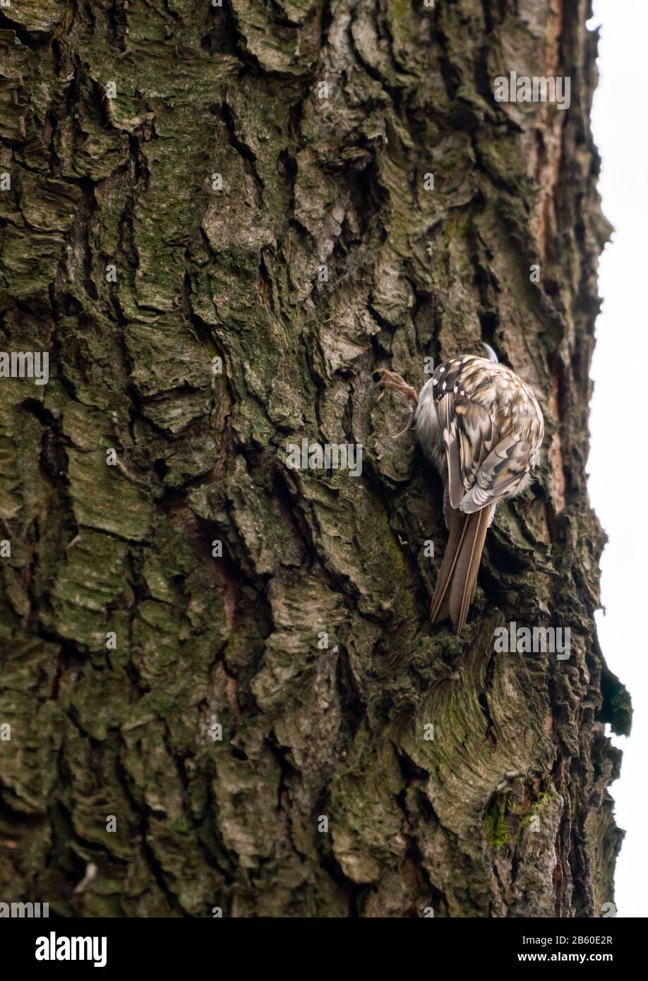 Tree creeper cute bird hi-res stock photography and images - Alamy