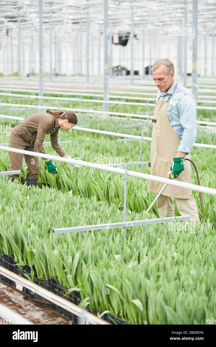Full length portrait of mature worker watering plants at industrial ...