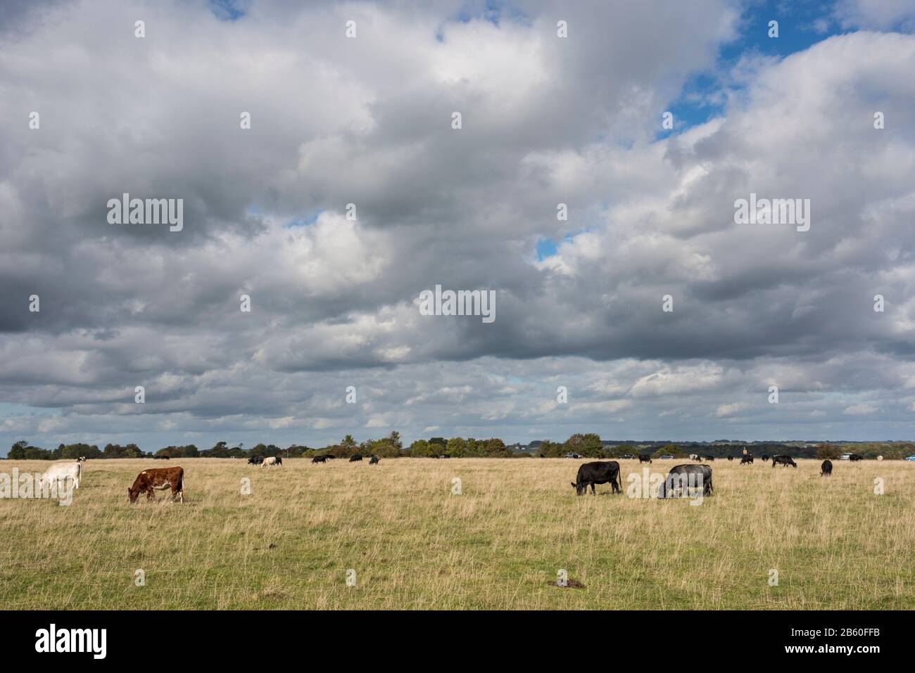 Cows grazing on Minchinhampton Common, Gloucestershire, UK Stock Photo ...