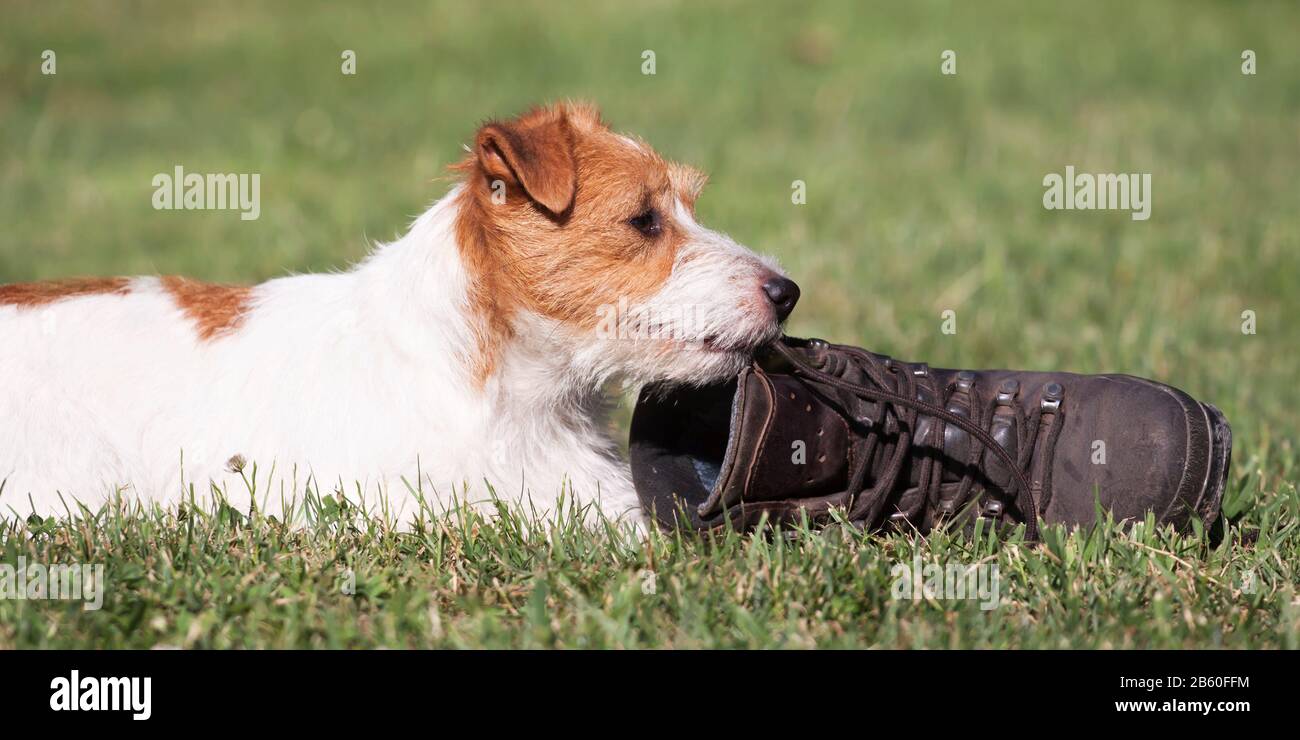 Puppy chewing shoe hi-res stock photography and images - Alamy