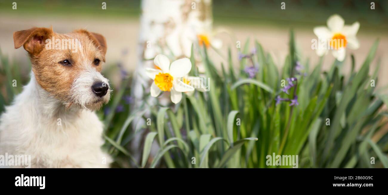 Beautiful cute pet dog with daffodil Easter flowers in spring, web ...