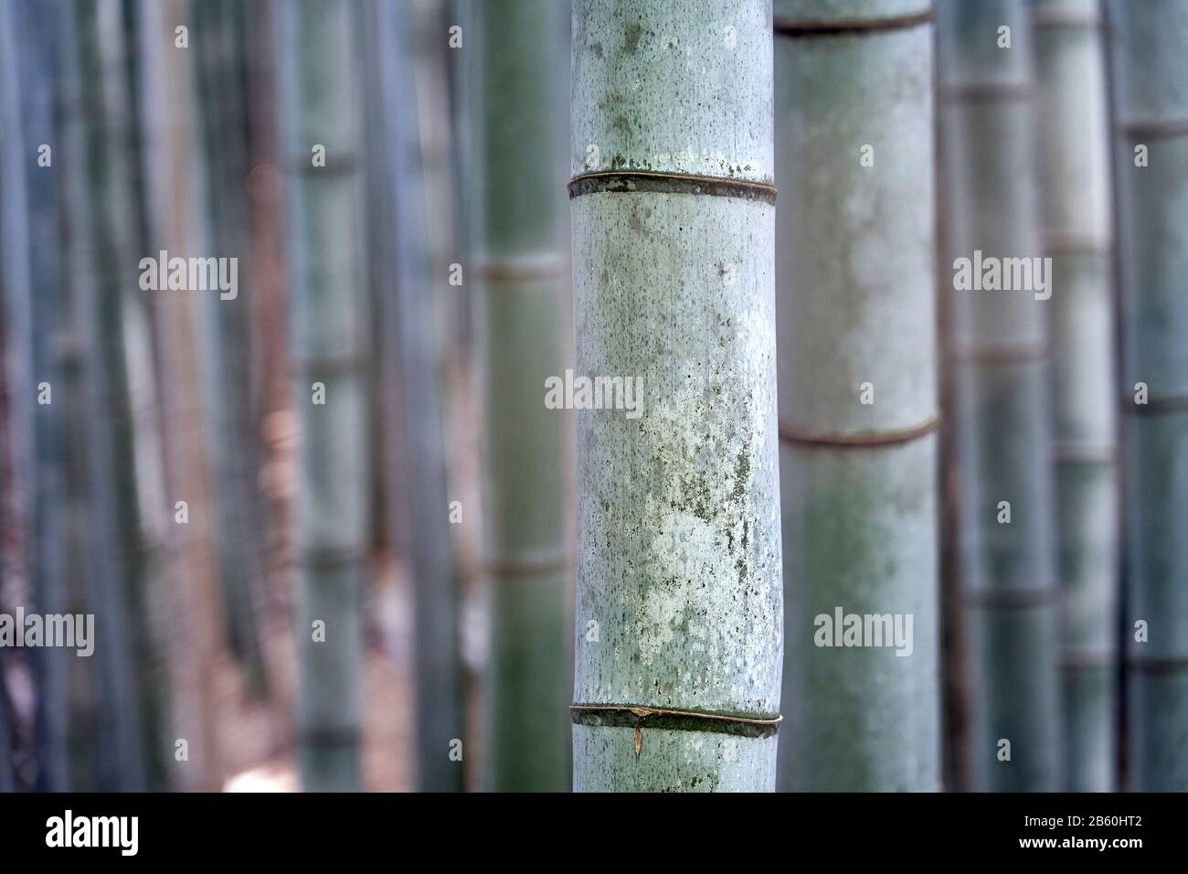 A forest of bamboo plants forming vertical lines Stock Photo - Alamy