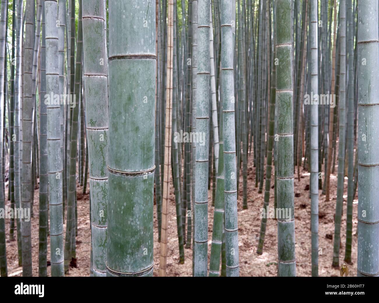 Forest of bamboo plants hi-res stock photography and images - Alamy