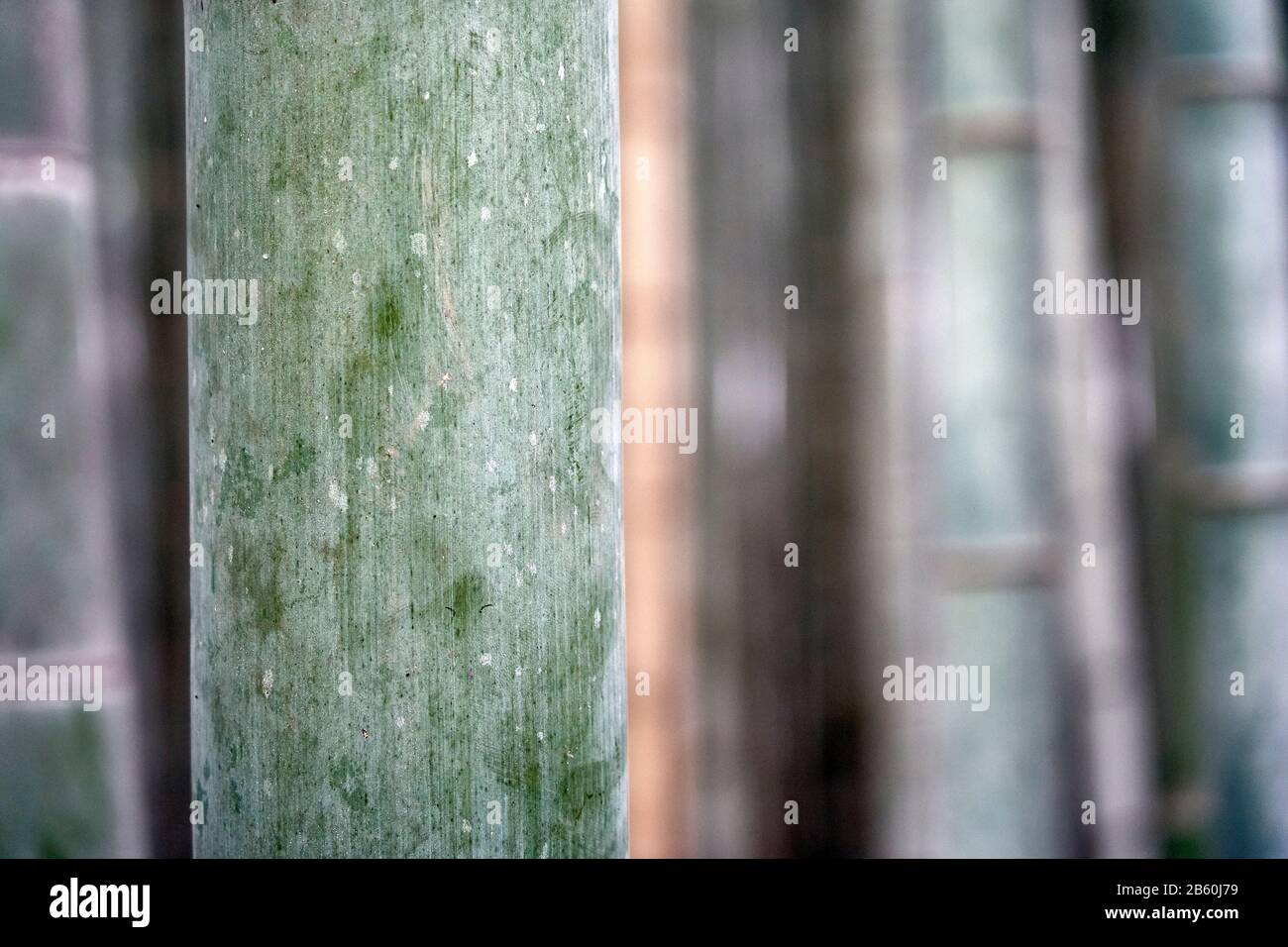 A forest of bamboo plants forming vertical lines Stock Photo - Alamy