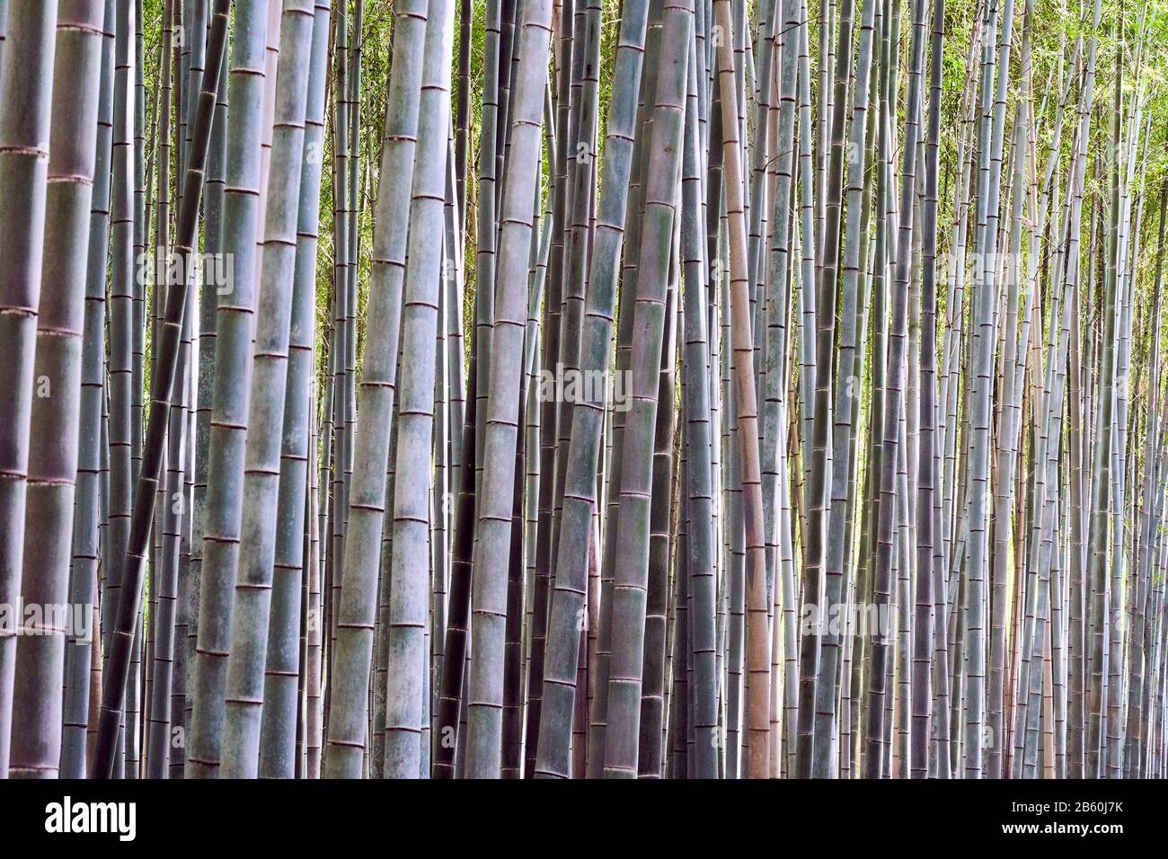 A forest of bamboo plants forming vertical lines Stock Photo - Alamy