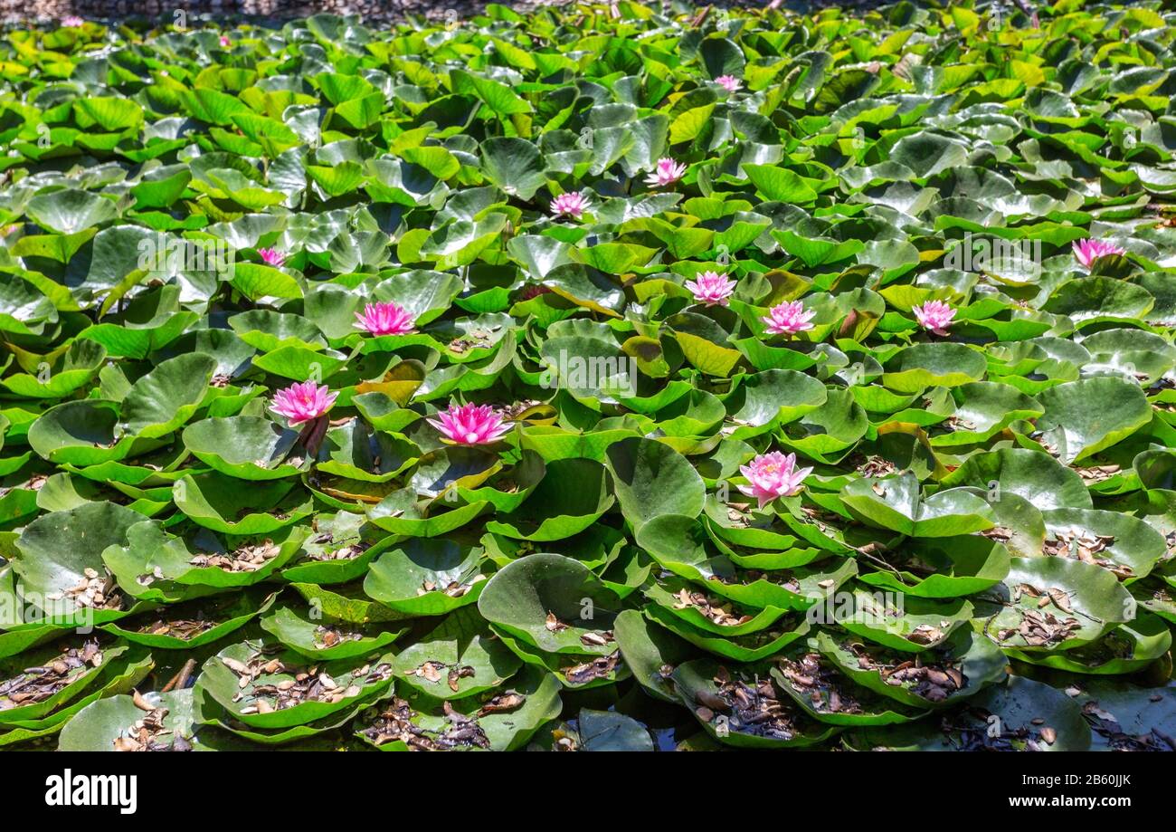 Marsh lily hi-res stock photography and images - Alamy