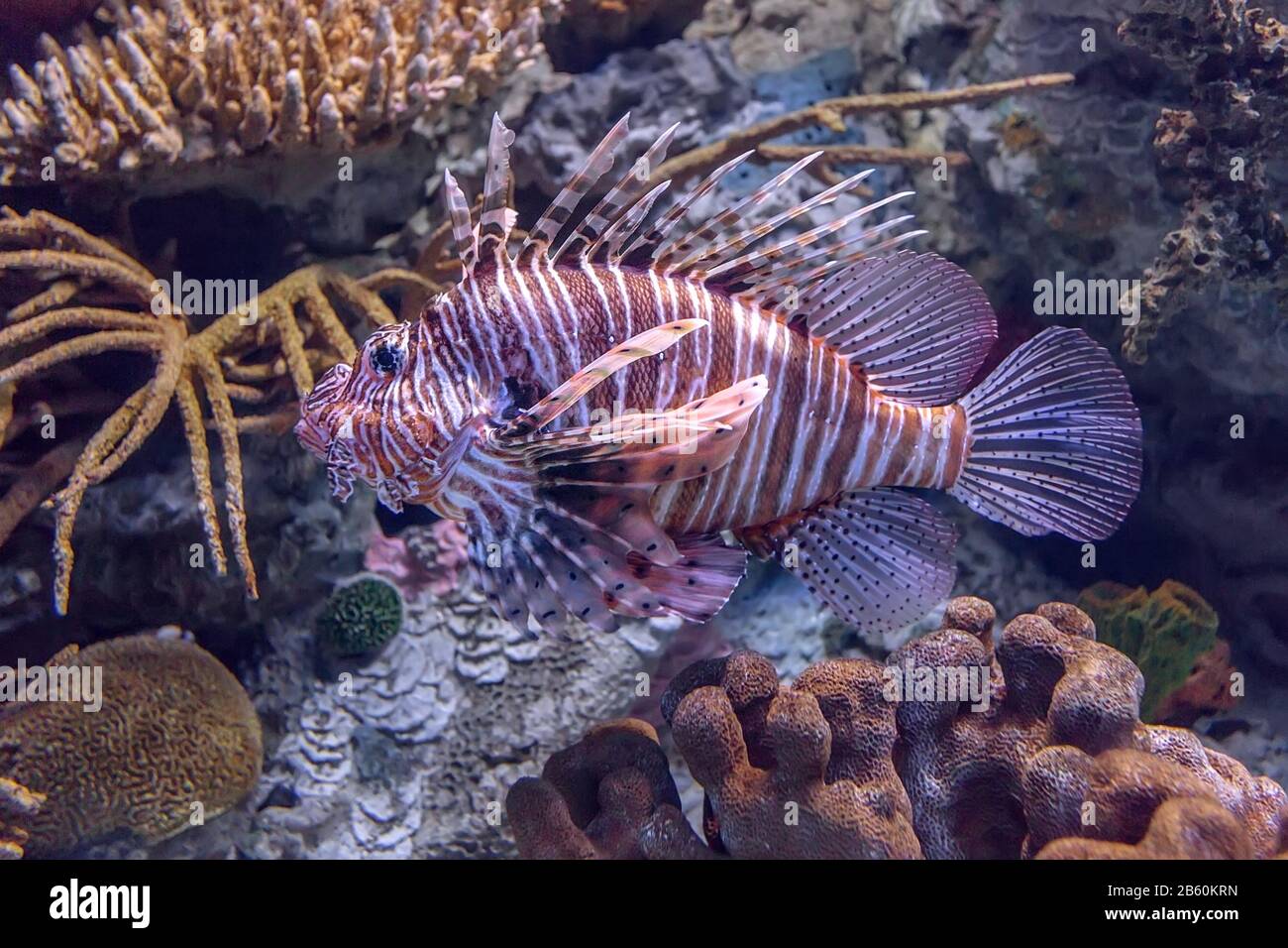 Bermuda fish coral hi-res stock photography and images - Alamy