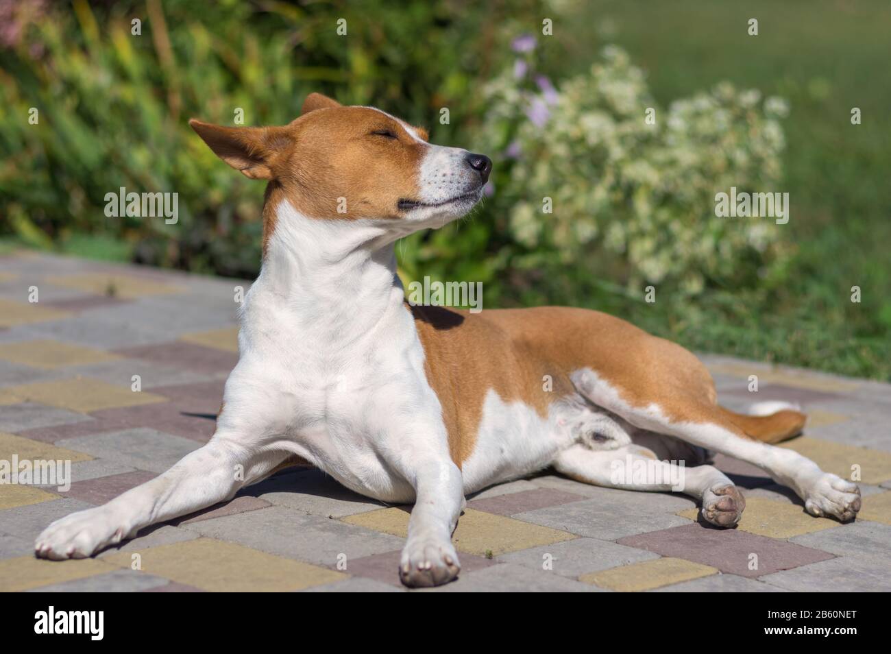 Cute portrait of Basenji dog lying on a pavement and acquiring a ...