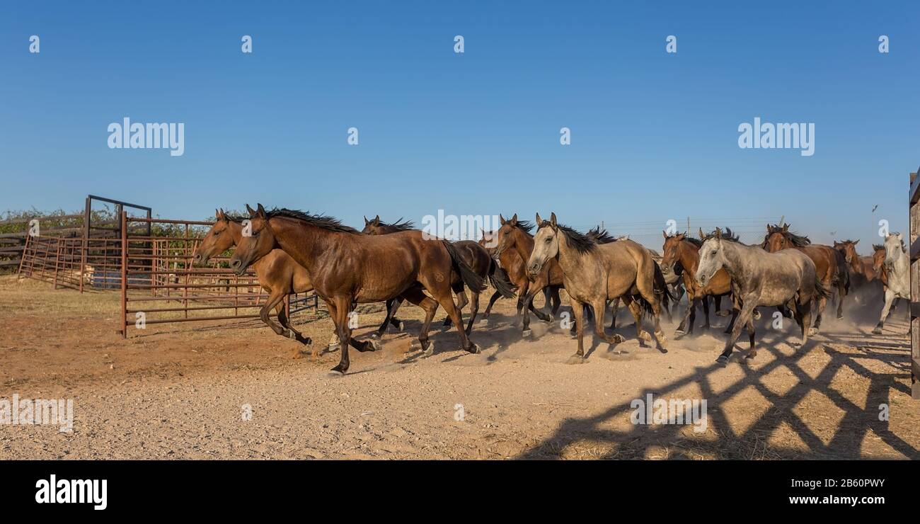 Herd of horses runs in the corral. Spain El Rocio Stock Photo - Alamy