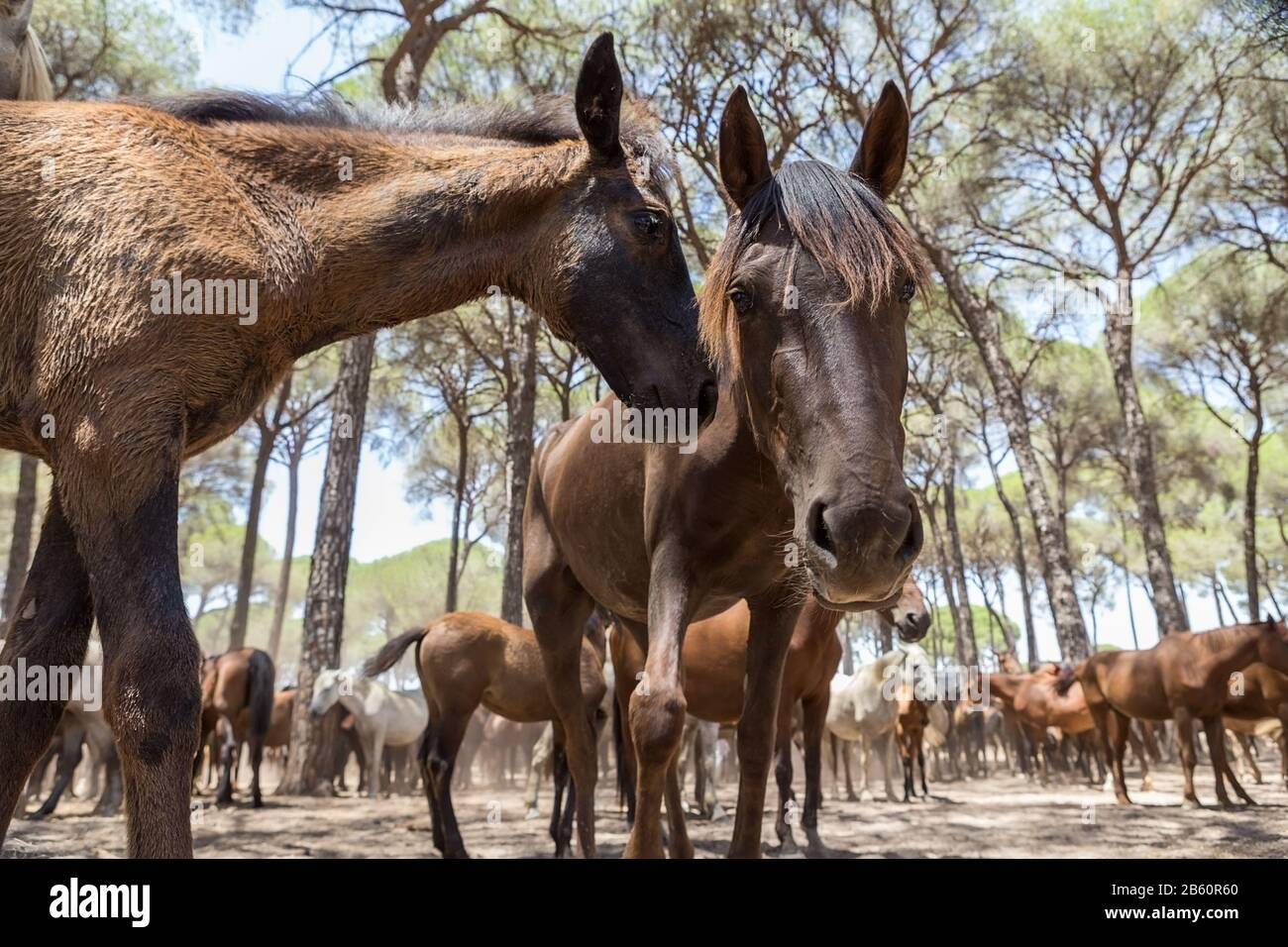 Horses in the corral interact after a walk. Spain Stock Photo - Alamy