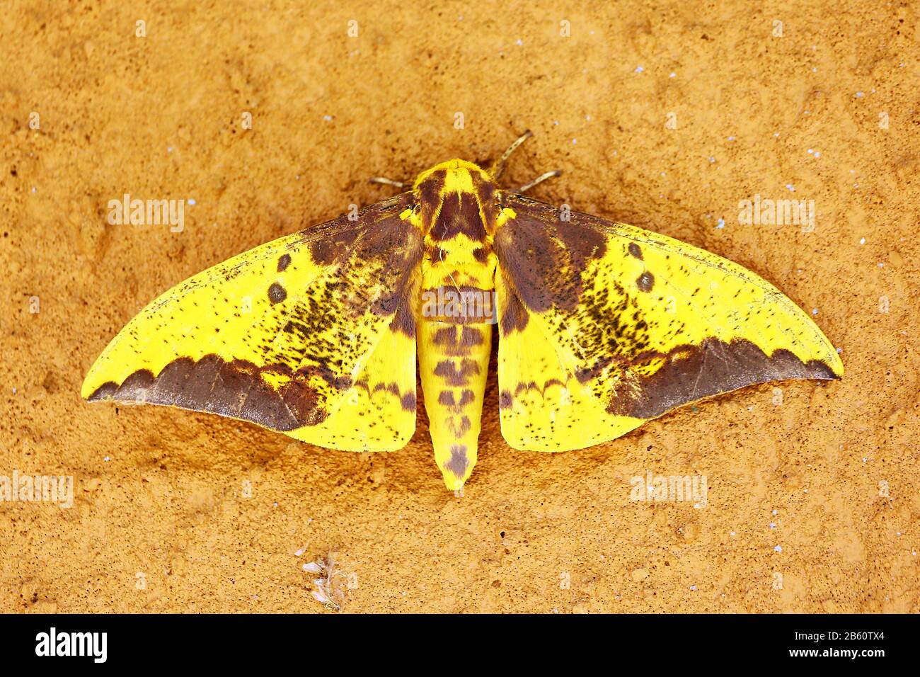 Yellow wings hi-res stock photography and images - Alamy