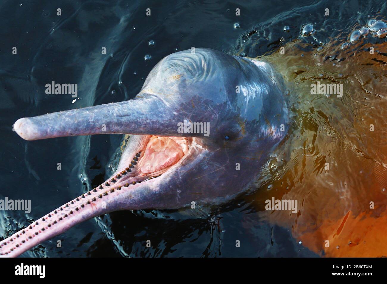 Amazon brazil animals hi-res stock photography and images - Alamy